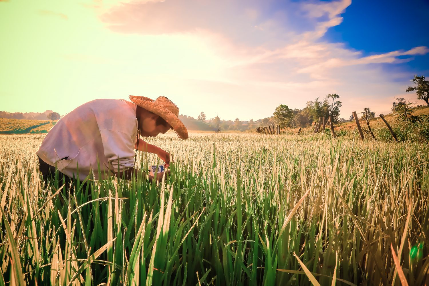 BACHELOR OF SCIENCE IN AGRICULTURE - University of Science and ...